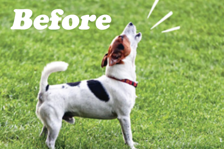 BarxBuddy: The Ultimate Solution to Stop Your Dog's Barking Instantly